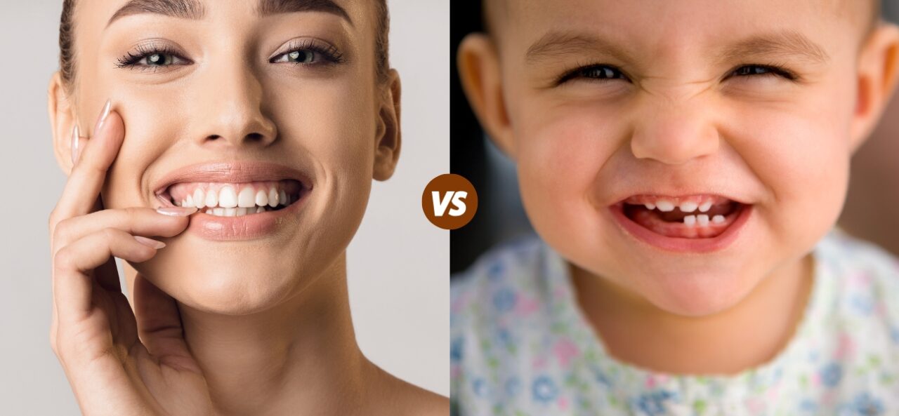 How Do Dentists Number Teeth: Best Answers to Teeth Numbers