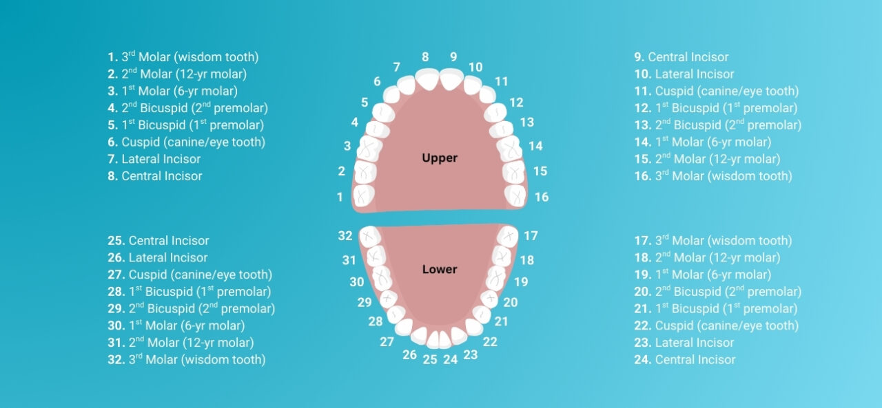 How Do Dentists Number Teeth: Best Answers to Teeth Numbers